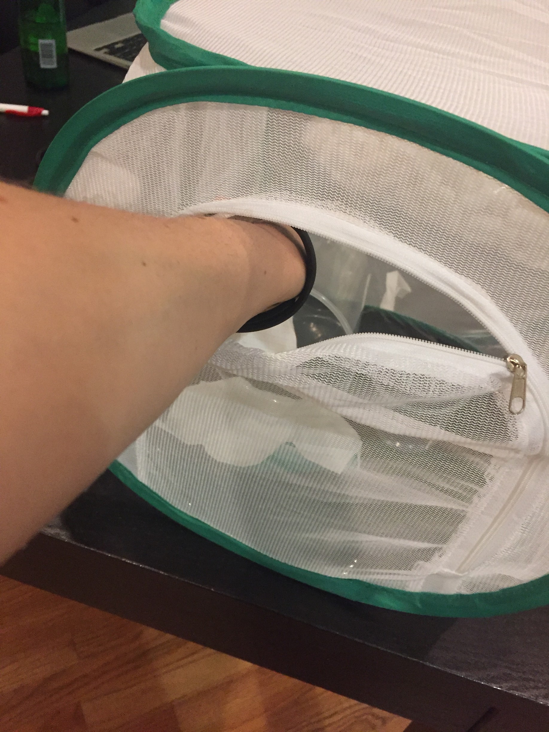 Raising Spiderlings · Jumping Spider (Salticidae) Care and Keeping